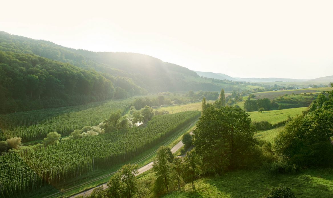 Hof Dick in Holsthum – Hopfen entdecken und erleben