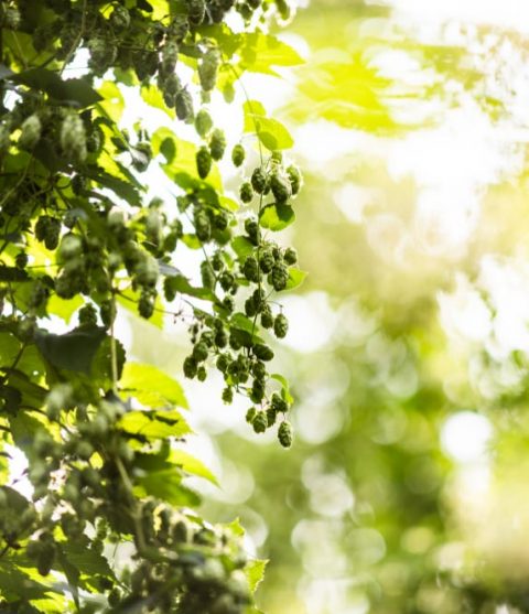 Hof Dick in Holsthum – Hopfen entdecken und erleben