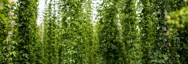 Hof Dick in Holsthum – Hopfen entdecken und erleben